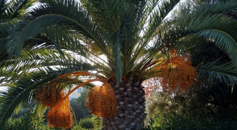 Sukari Dates: Everything You Need to Know About These Very Sweet Dried ...