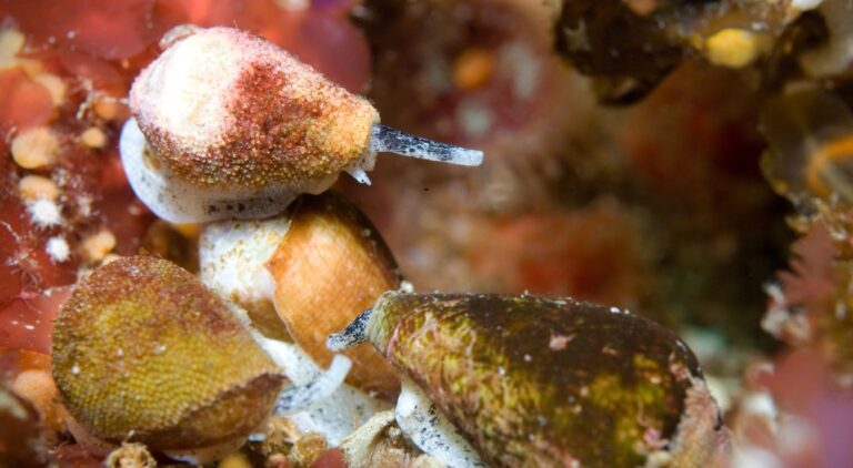 Escargot De Mer : Un Trésor De La Biodiversité Marine