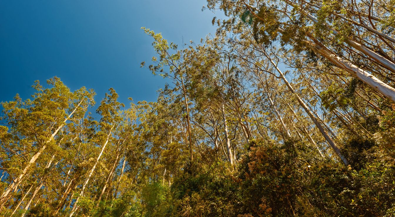 Eucalyptus Globulus : Origine, Espèces, Bienfaits, Rôles