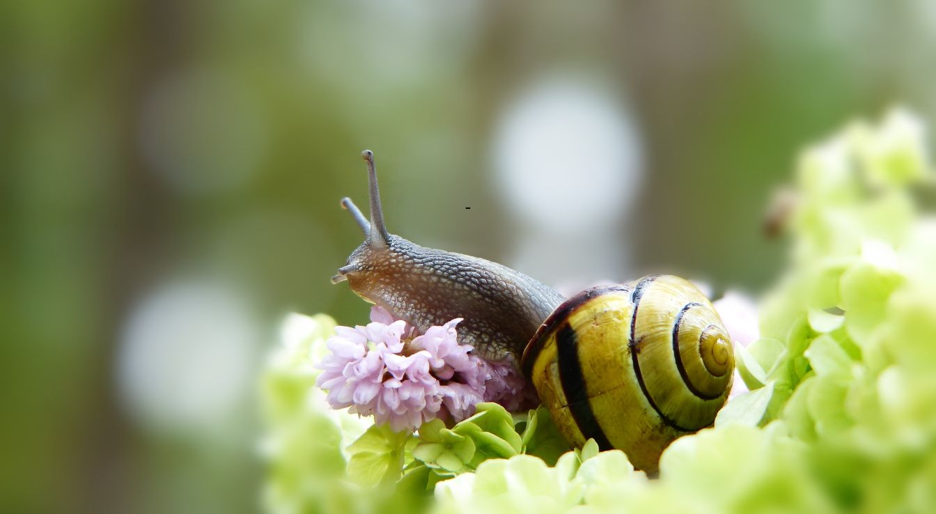 Gastéropodes : Caractéristiques Et Espèces à Connaître