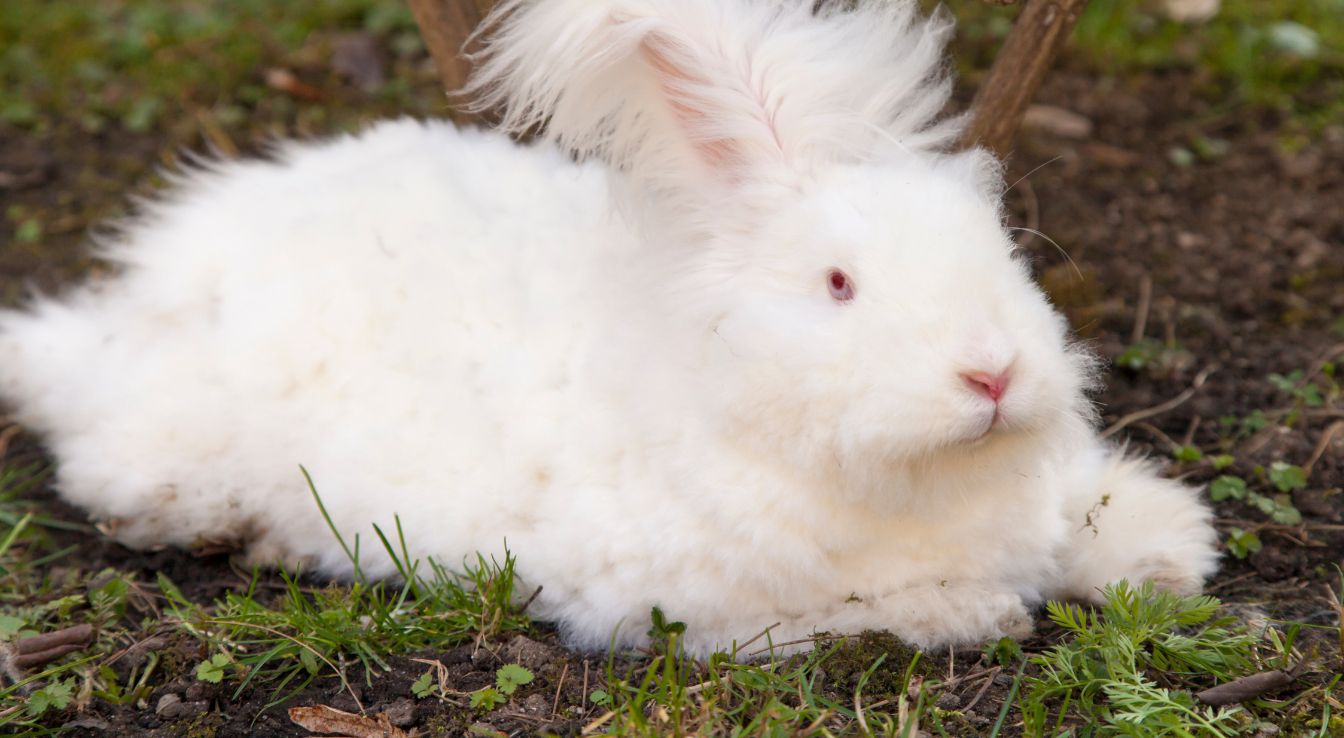 Conejo de Angora: Guía completa sobre esta raza de pelo largo
