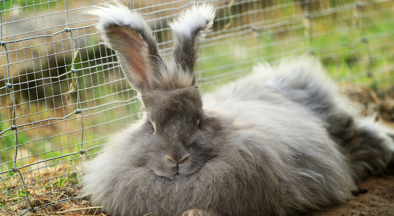 Conejo de Angora: Guía completa sobre esta raza de pelo largo