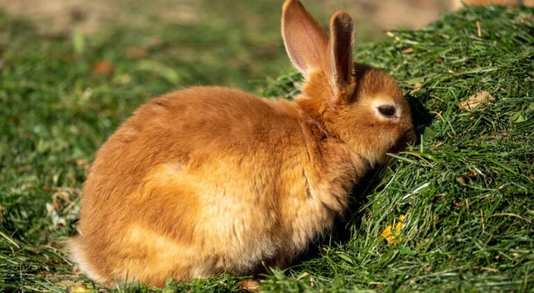 Lapin Rex : Alimentation, Santé Et Reproduction Expliquées