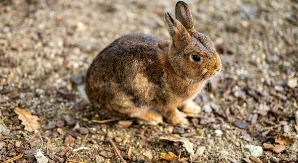 Lapin Rex : Alimentation, Santé Et Reproduction Expliquées