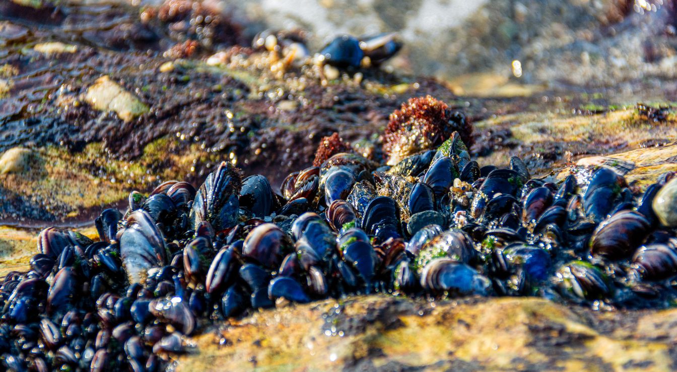 Blue Mussel: Characteristics and Particularities to Know