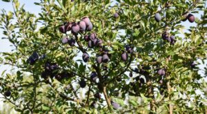 Quetschier : Comment Le Planter, Le Tailler, Le Récolter