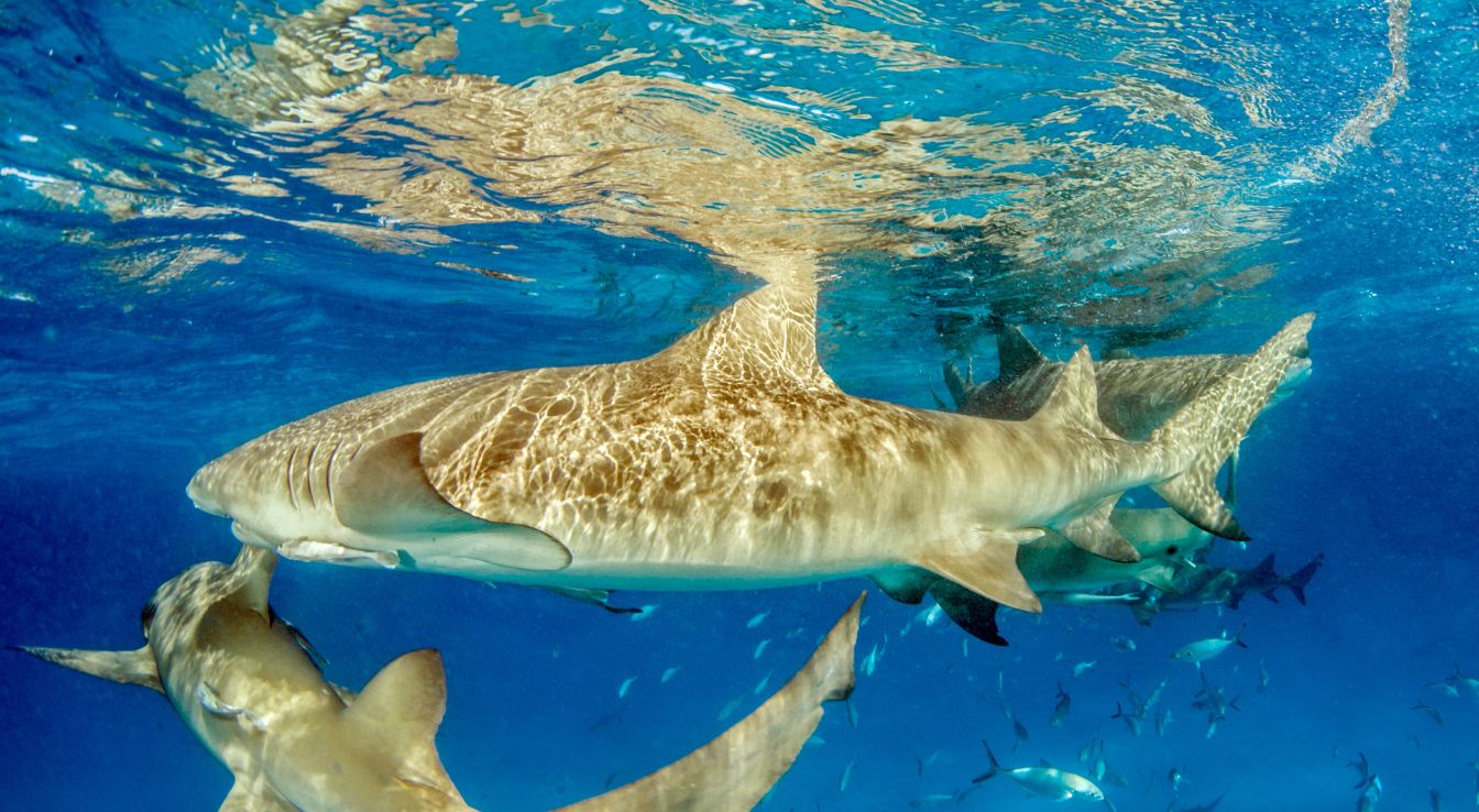 Requin Citron : Caractéristiques Et Comportement Détaillés