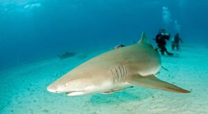 Requin Citron : Caractéristiques Et Comportement Détaillés