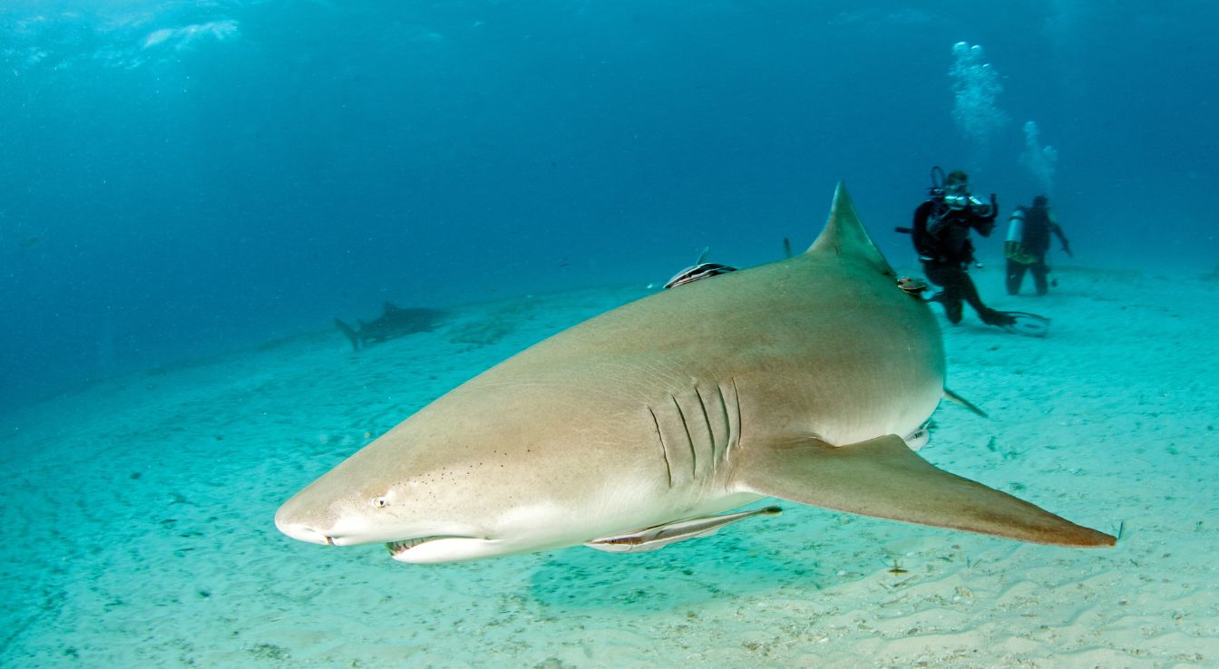 Requin Citron : Caractéristiques Et Comportement Détaillés