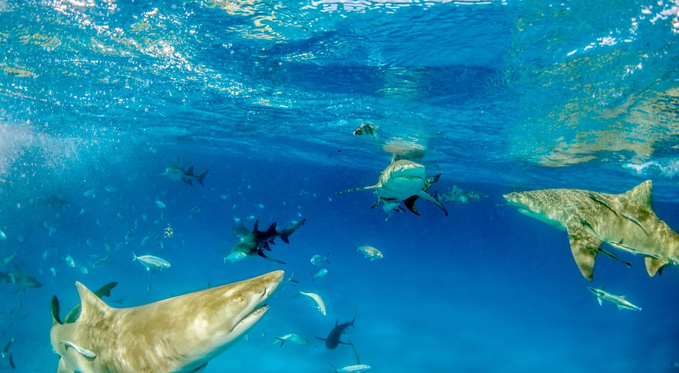 Requin Citron : Caractéristiques Et Comportement Détaillés