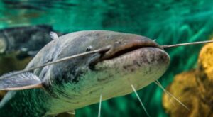 Silure Glane Taille Poids Records Et Variantes Albinos