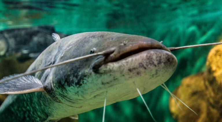 Silure Glane Taille Poids Records Et Variantes Albinos