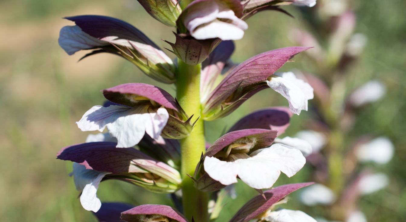 Acanthe à Feuilles Molles : Une Espèce Méditerranéenne