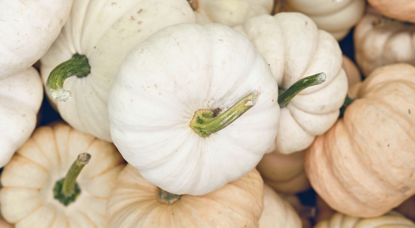 Baby Boo: Botanical Description and Key Characteristics