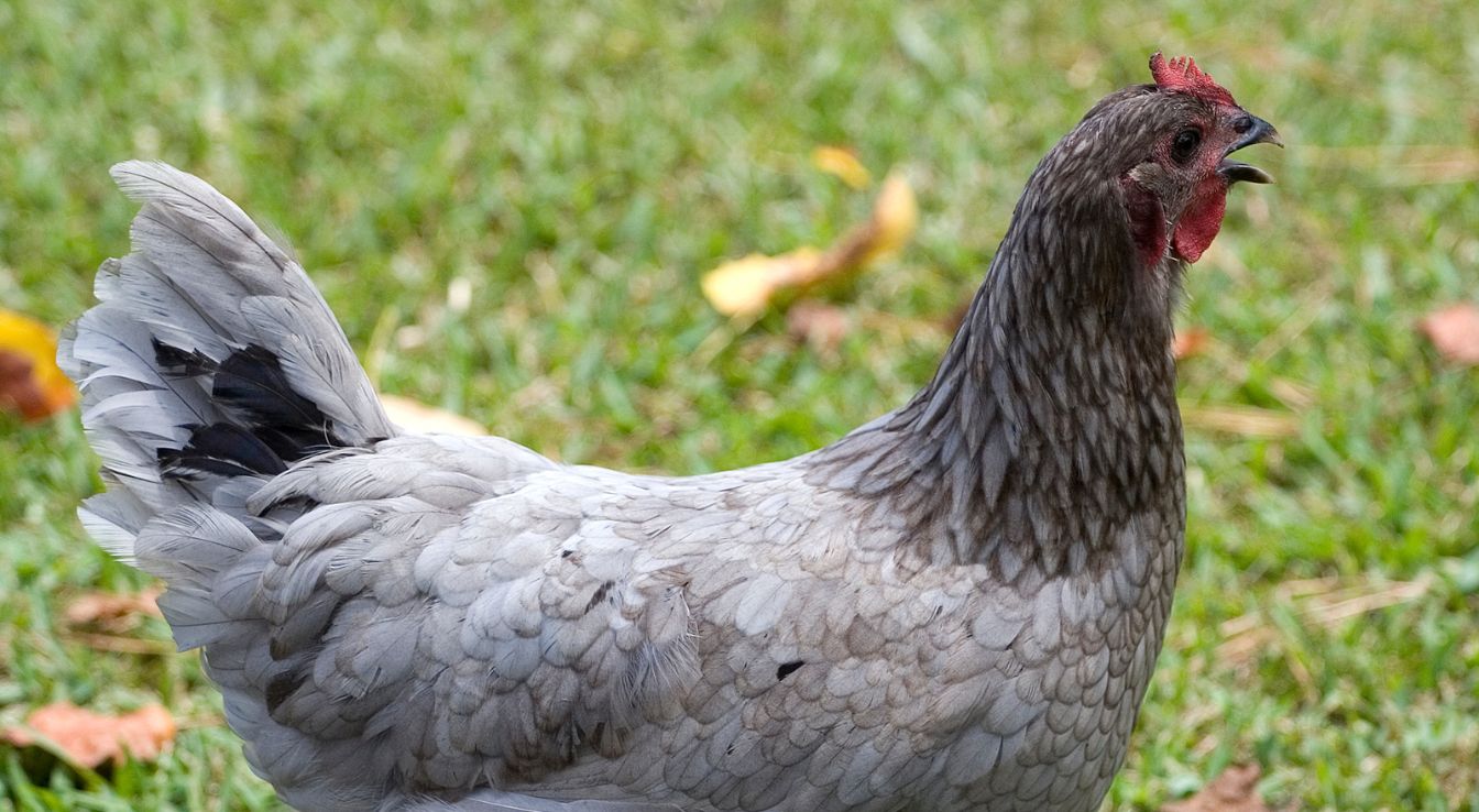 Bresse Gauloise Origin and History of this French Breed