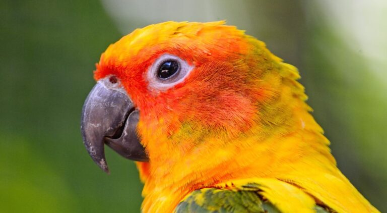 Conure Soleil : Caractéristiques Physiques Et Couleurs Vives