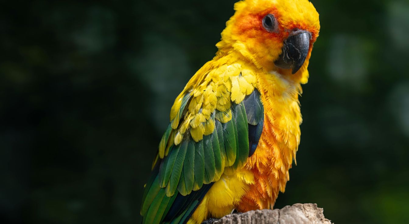Conure Soleil : Caractéristiques Physiques Et Couleurs Vives