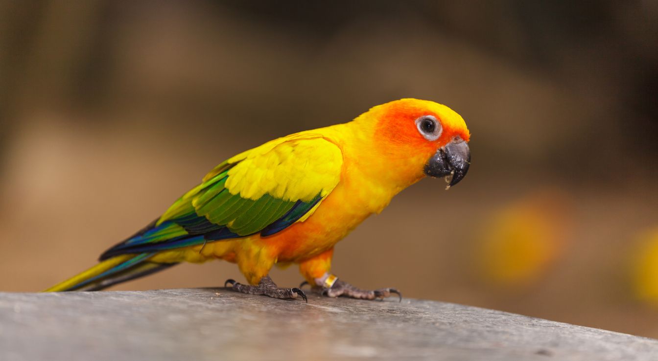 Conure Soleil : Caractéristiques Physiques Et Couleurs Vives