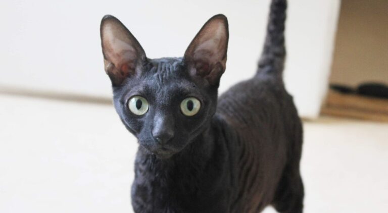 Cornish Rex : Caractéristiques Et Apparence Unique Du Chat