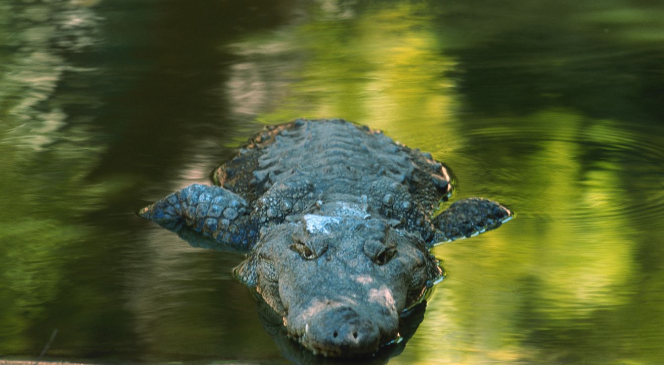 Marsh Crocodile Characteristics, Unique Behaviors