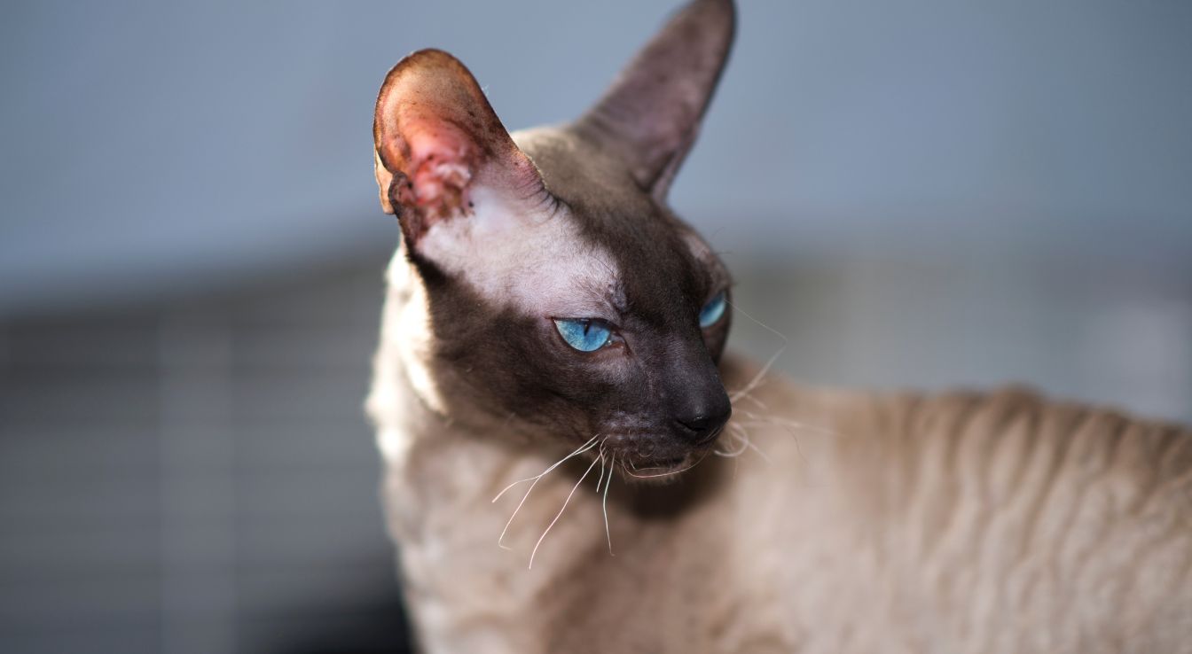 German Rex Origin History and Evolution of the Feline Breed