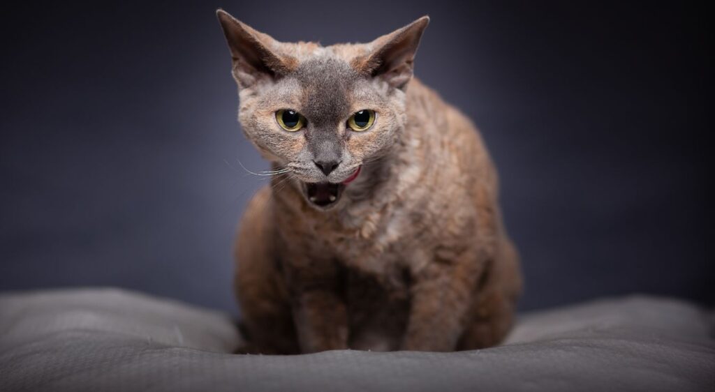 German Rex Origin History and Evolution of the Feline Breed