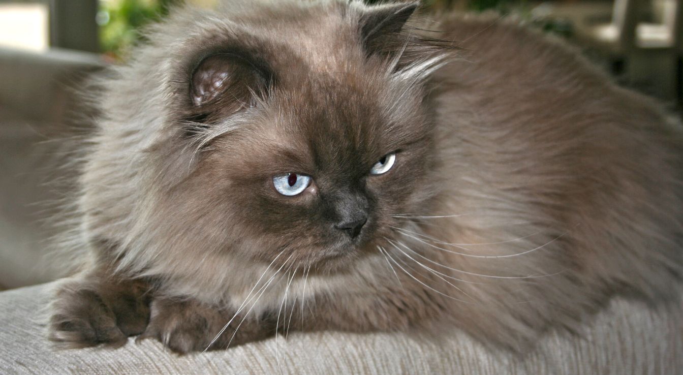 Himalayen : Comportement, Soins Et Santé De Votre Chat