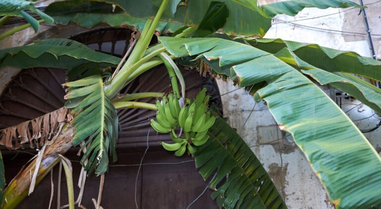 Abaca : Description Botanique Complète Et Caractéristiques