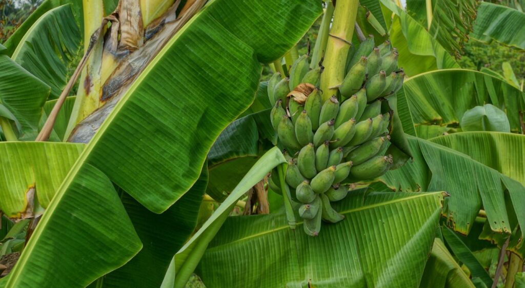 Abaca : Description Botanique Complète Et Caractéristiques
