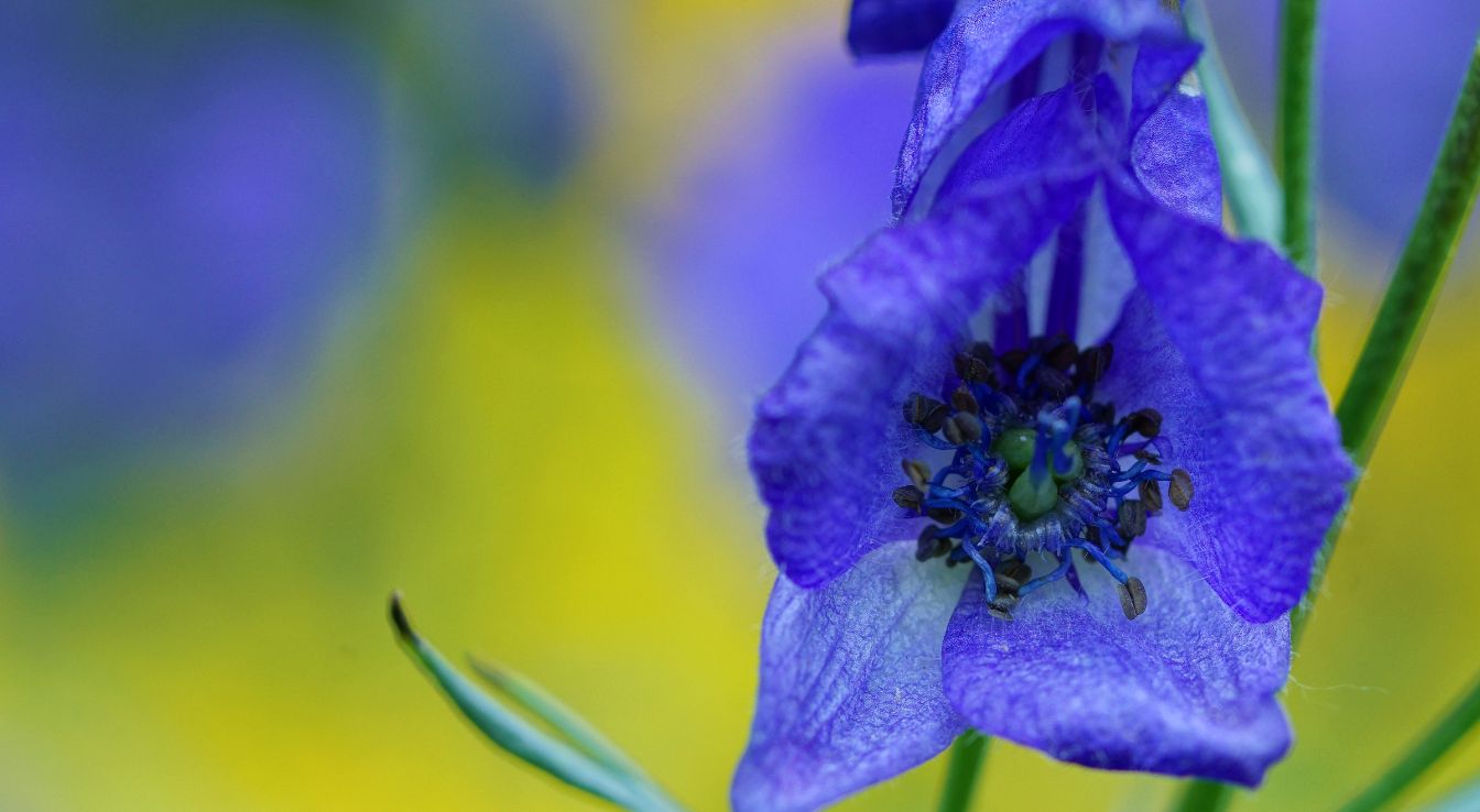 Aconit : Comment Le Planter Et L'entretenir Au Jardin