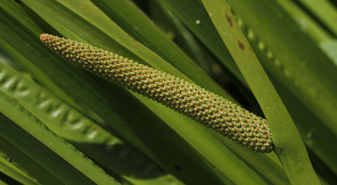 Acore : Comment Le Planter Et L'entretenir Efficacement