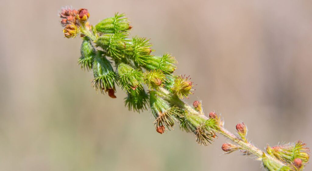 Aigremoine Espèces Et Variétés Du Genre Agrimonia