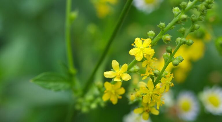 Aigremoine Espèces Et Variétés Du Genre Agrimonia