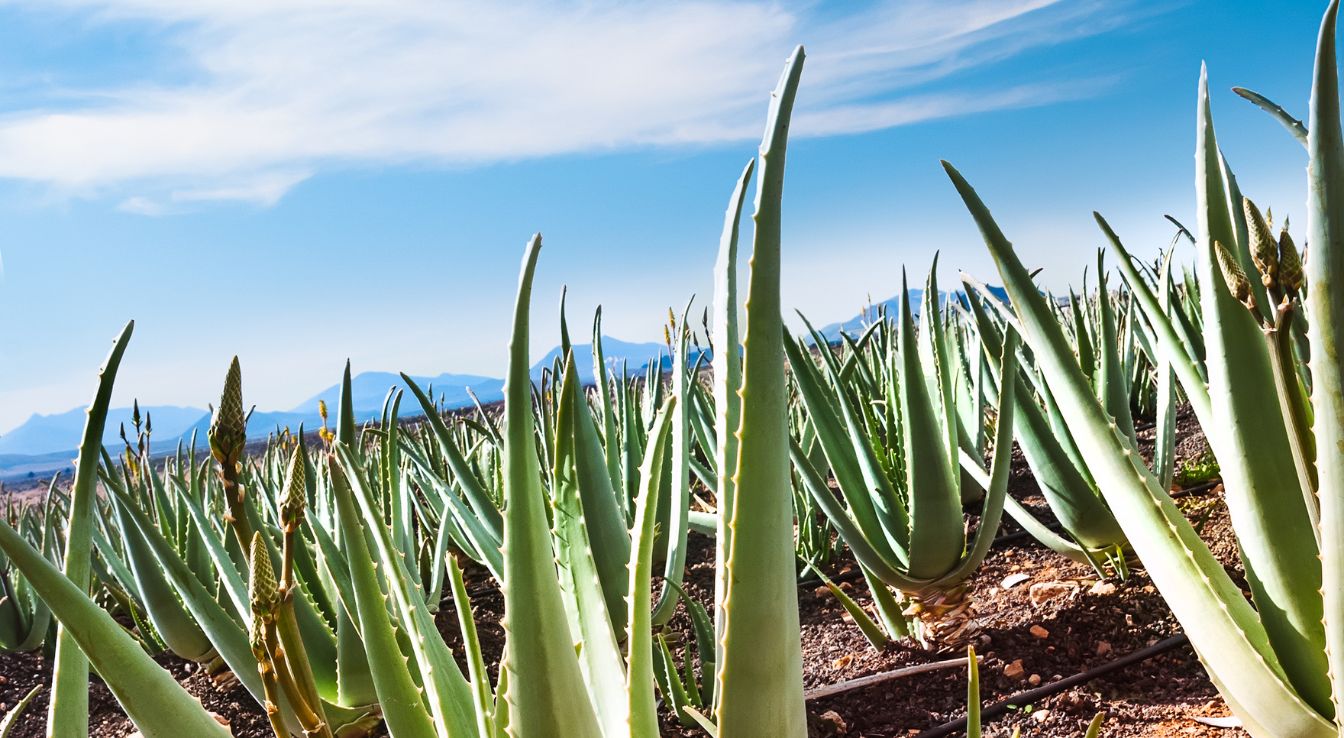 Aloe Vera : Tout Savoir Sur Cette Célèbre Plante Succulente