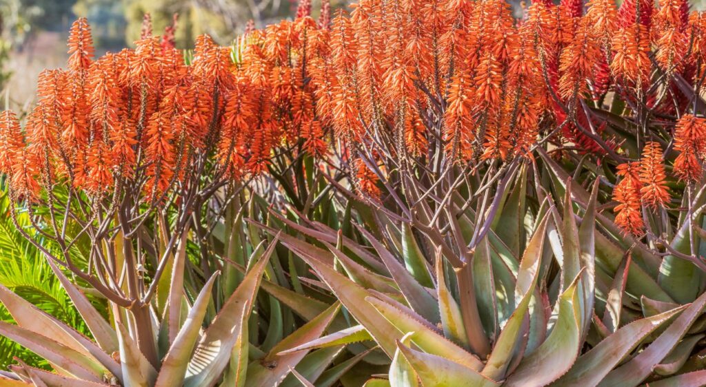 Aloe Ferox : Histoire Et Usages De Cette Plante Médicinale