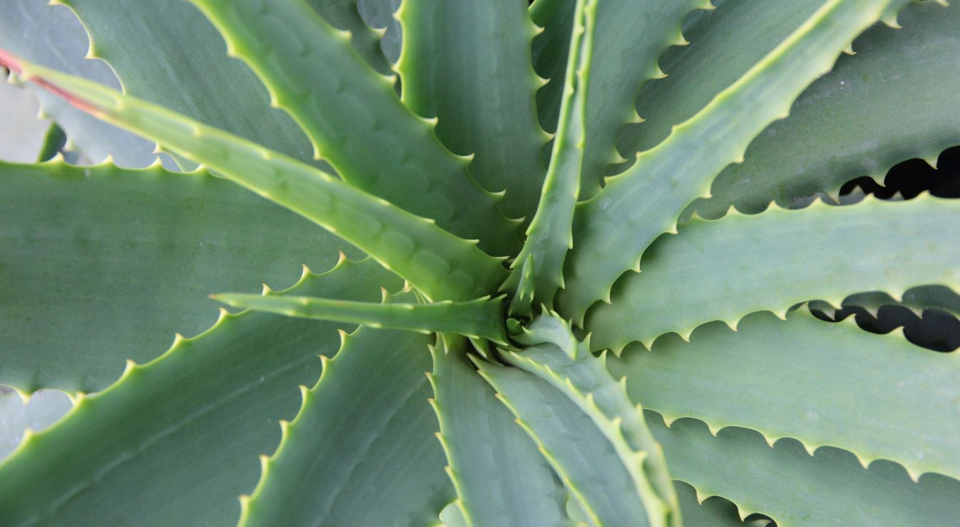 Aloe Vera : Tout Savoir Sur Cette Célèbre Plante Succulente