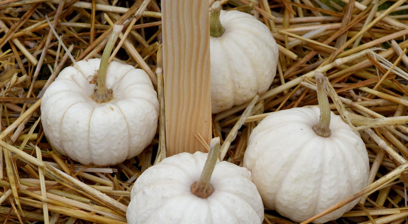 Baby Boo: Botanical Description and Key Characteristics