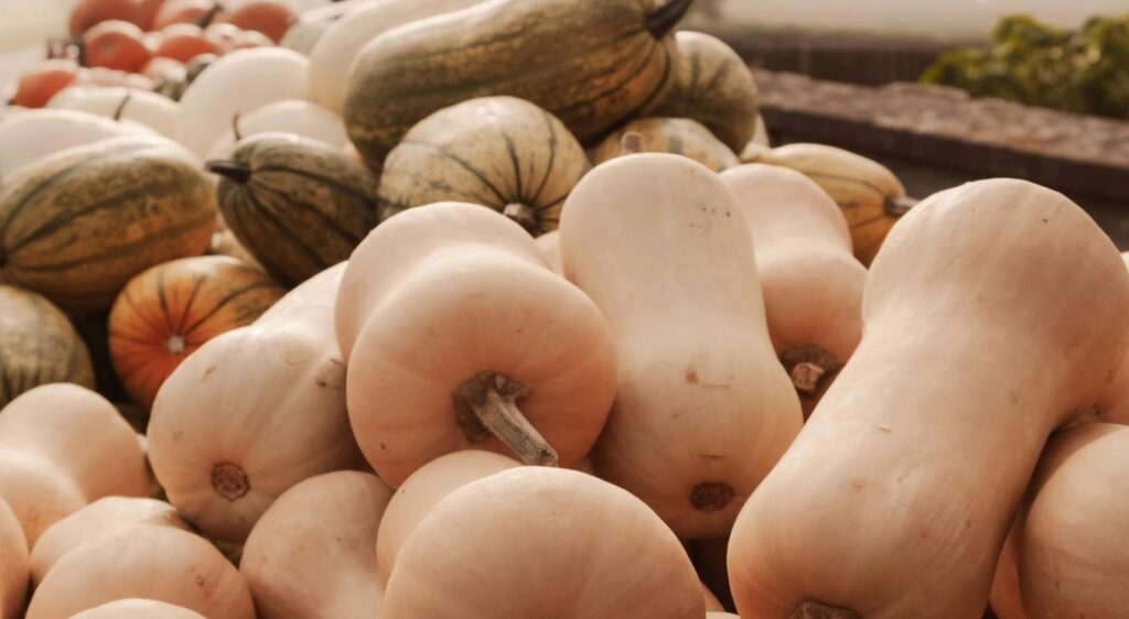 Butternut Espèces Et Variétés Connues Dans Le Monde