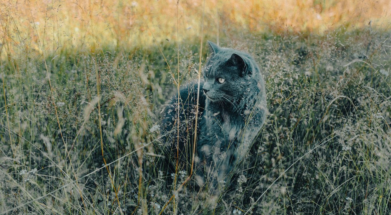 Chartreux Cat: Detailed Behavior and Temperament