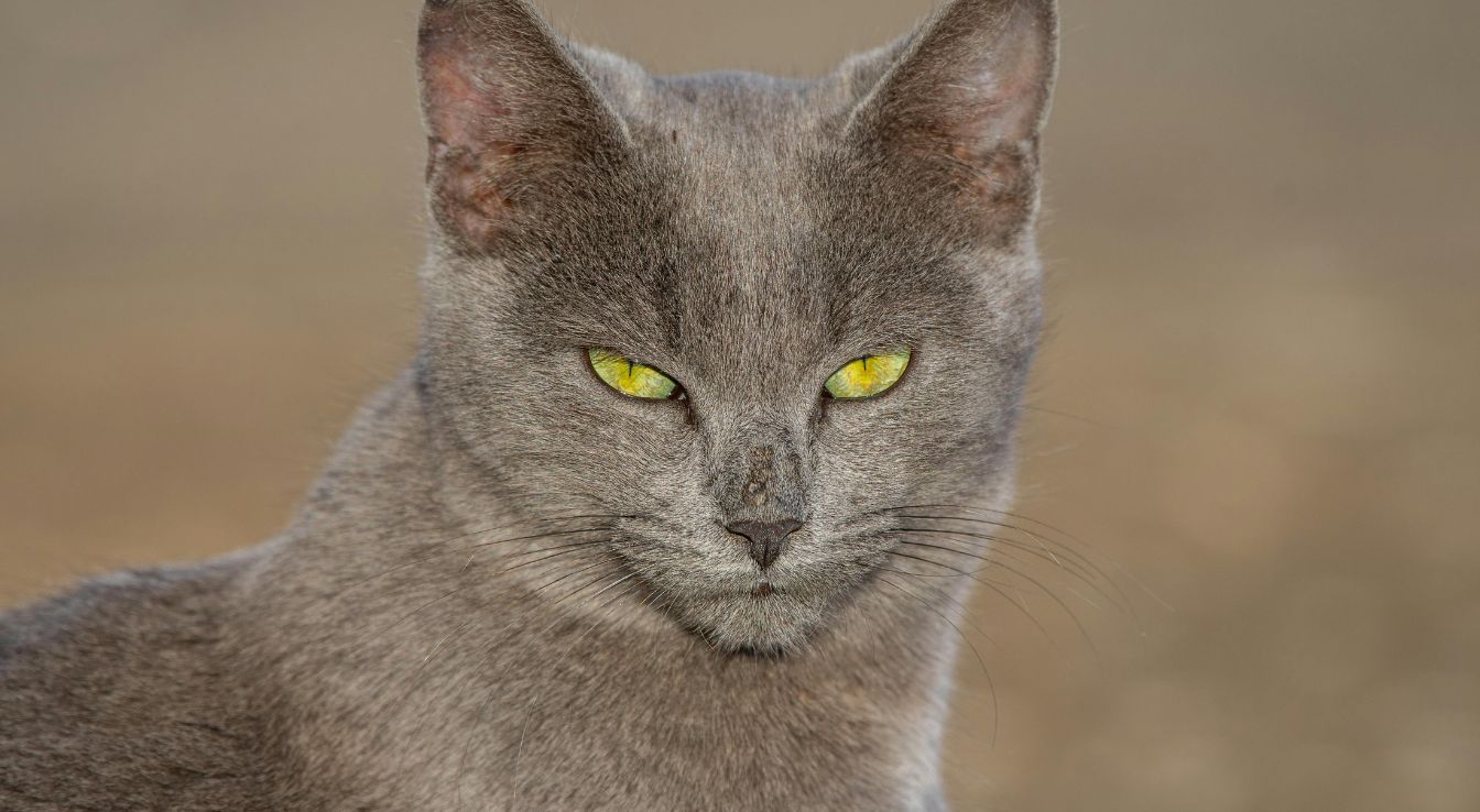 Chat Chartreux : Comportement Et Tempérament Détaillés