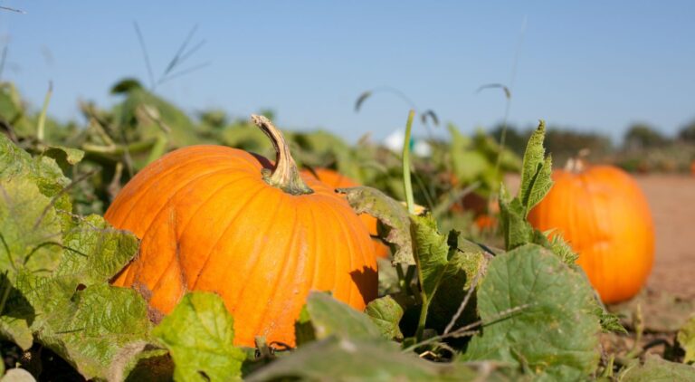 Citrouille : Comment Réussir Facilement Une Récolte Parfaite