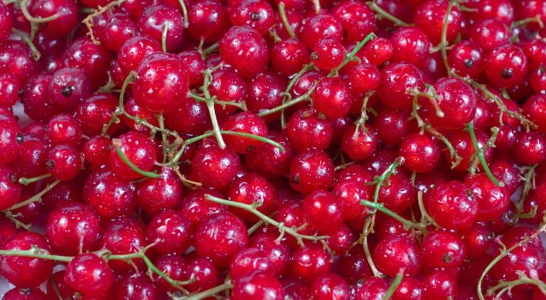 Confiture De Groseilles : Recette Maison En 5 étapes