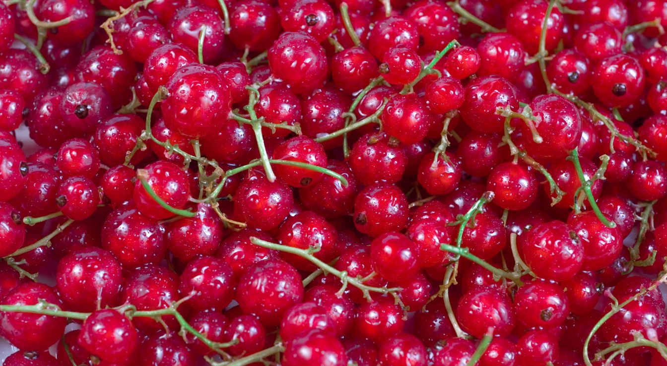 Confiture De Groseilles : Recette Maison En 5 étapes