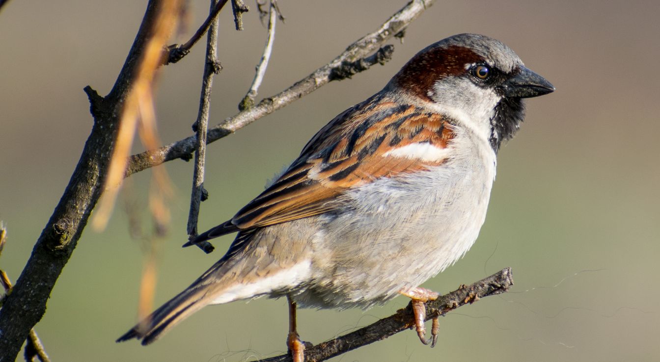 Moineau Domestique : Caractéristiques Et Comportement Clé