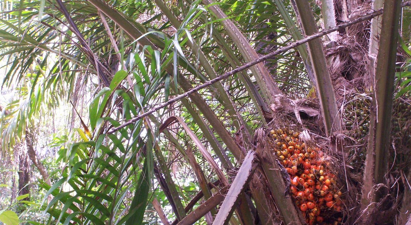 Palmier à Huile : Tout Savoir Sur Cette Plante Tropicale