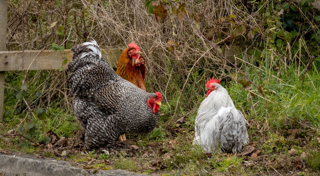 Cochin Chicken: Physical Characteristics and Unique Plumage