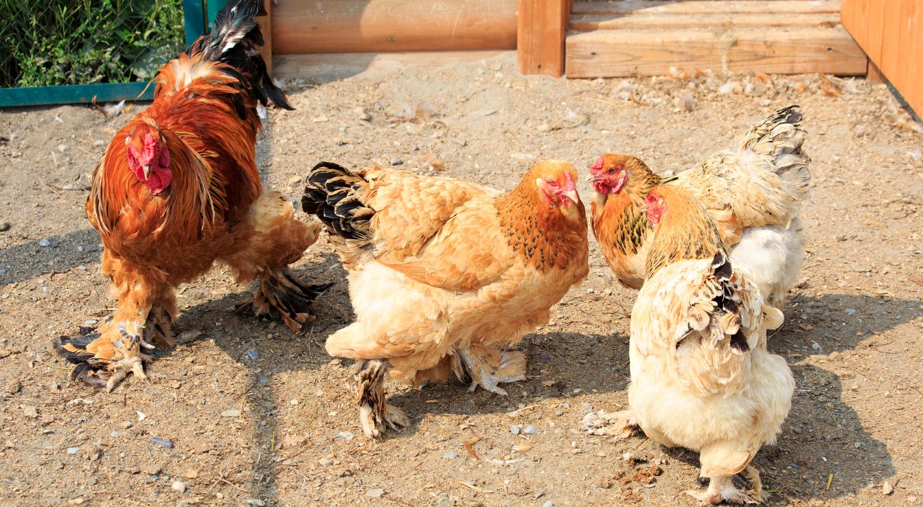 Cochin Chicken: Physical Characteristics and Unique Plumage