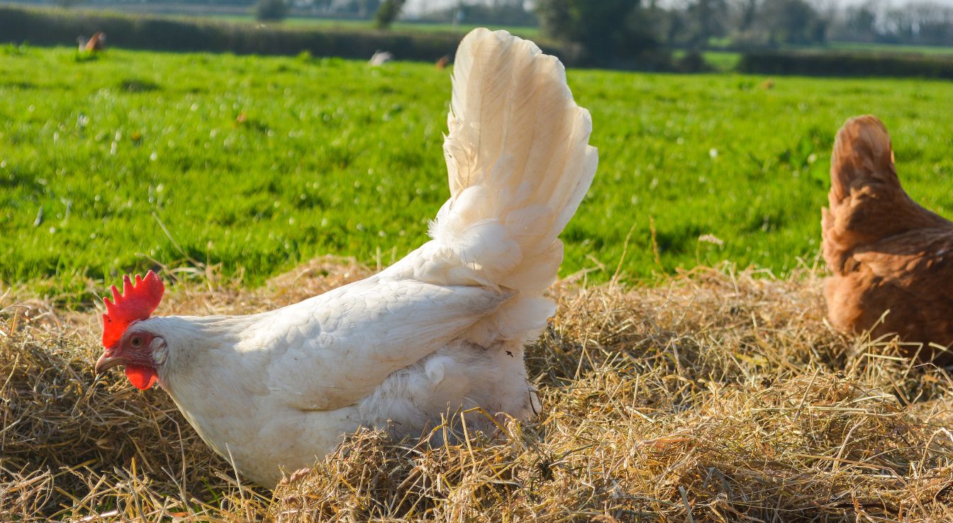 Race De Poule Pondeuse : Guide Complet Pour Bien Choisir