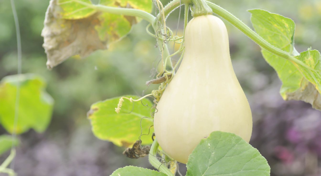 Butternut Espèces Et Variétés Connues Dans Le Monde