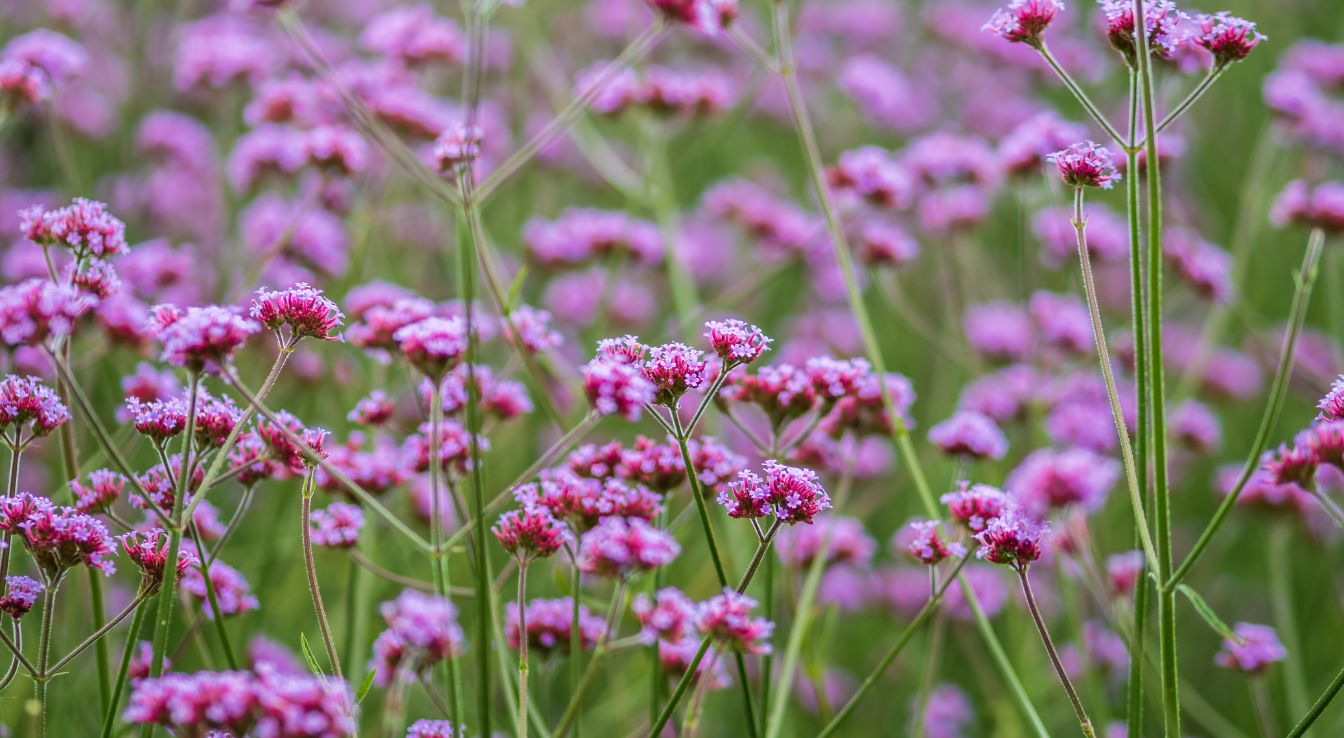 Buenos Aires Verbena: Origin and Uses of the Plant